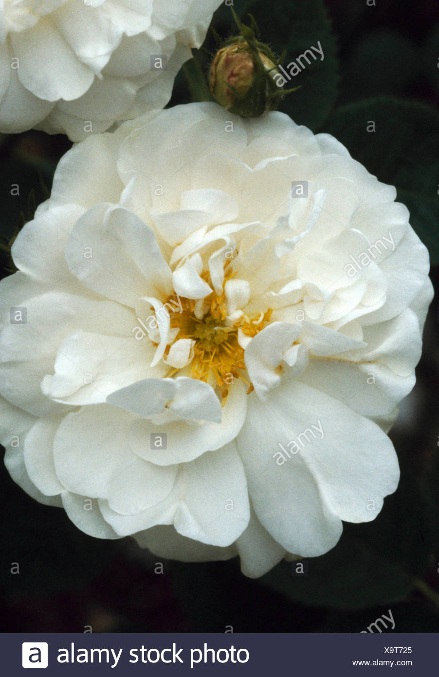 Rosa Alba Stock Photos & Rosa Alba Stock Images - Alamy