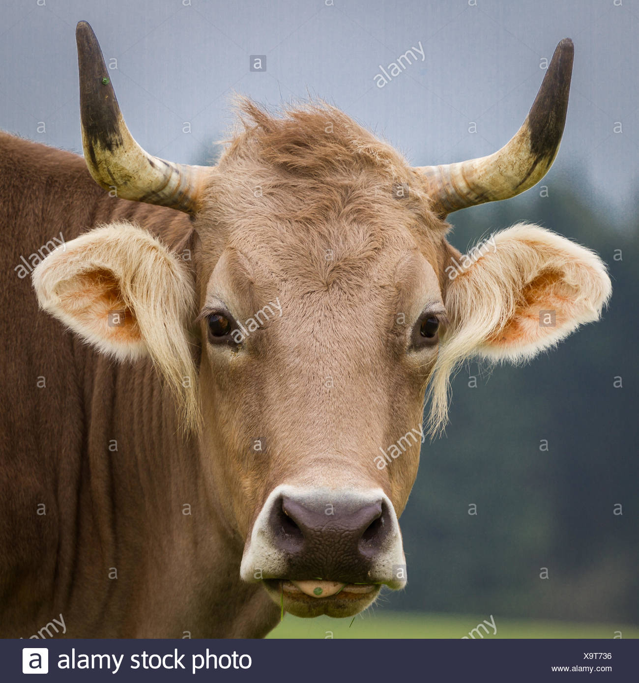 Braune Kuh High Resolution Stock Photography and Images - Alamy