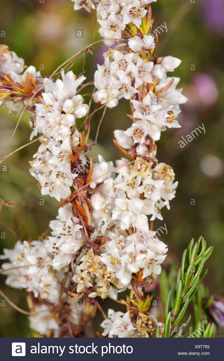Dodder High Resolution Stock Photography and Images - Alamy