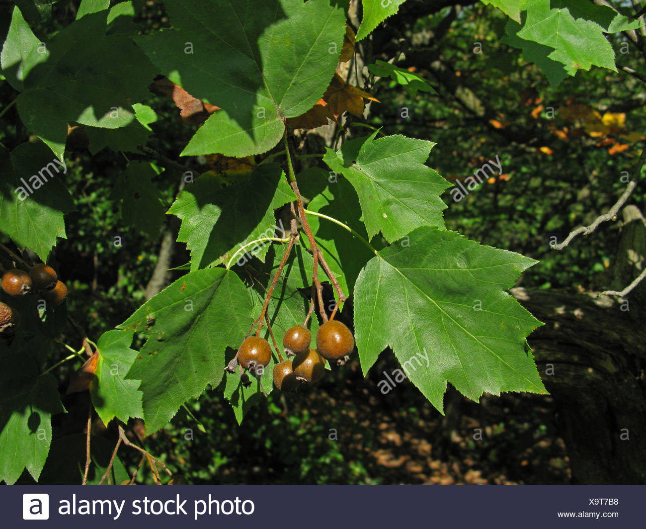 Wild Service Tree Sorbus Torminalis High Resolution Stock Photography ...