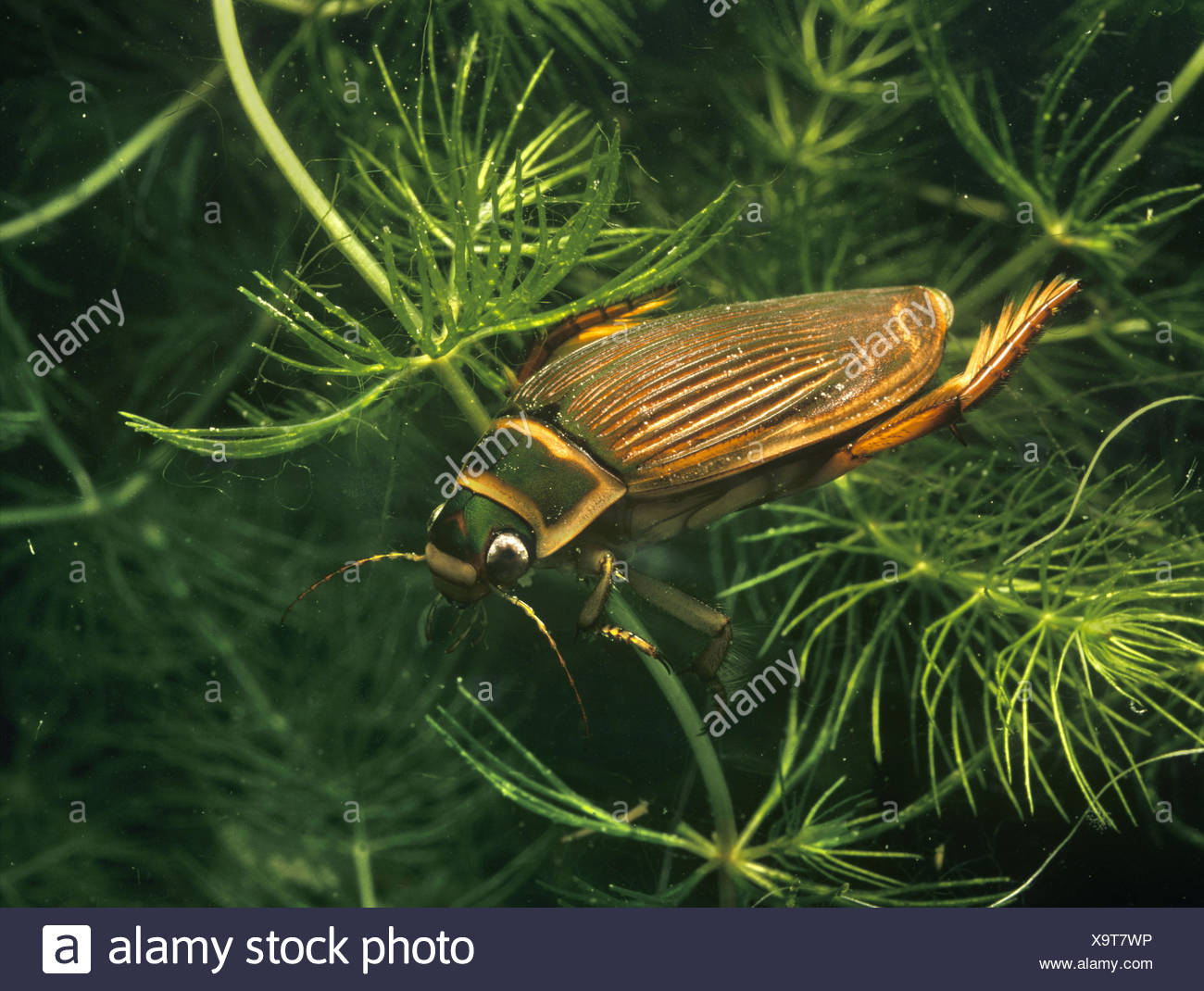 Female Beetle High Resolution Stock Photography and Images - Alamy