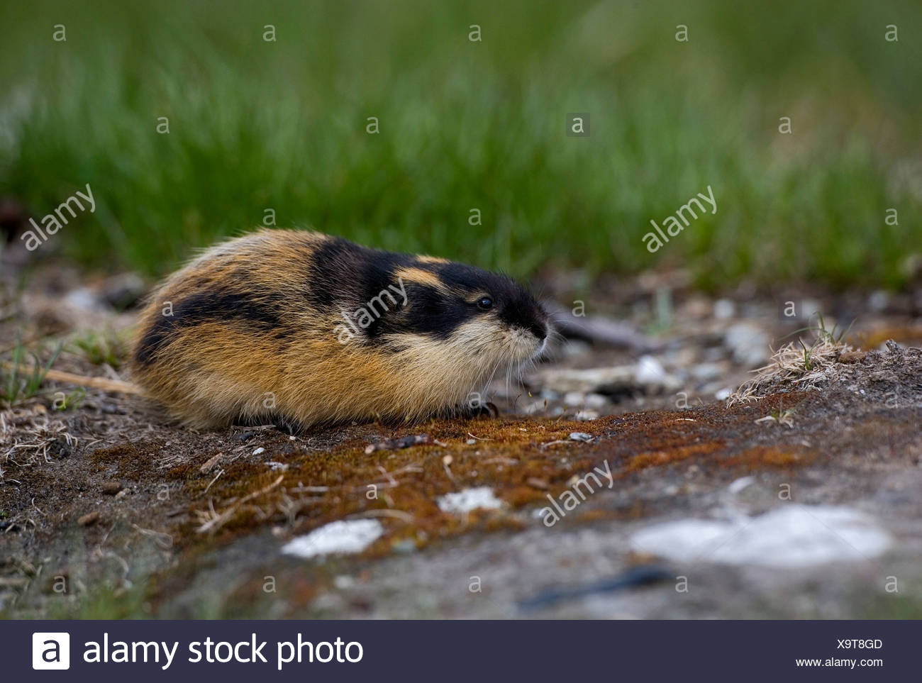 Lemmings High Resolution Stock Photography and Images - Alamy