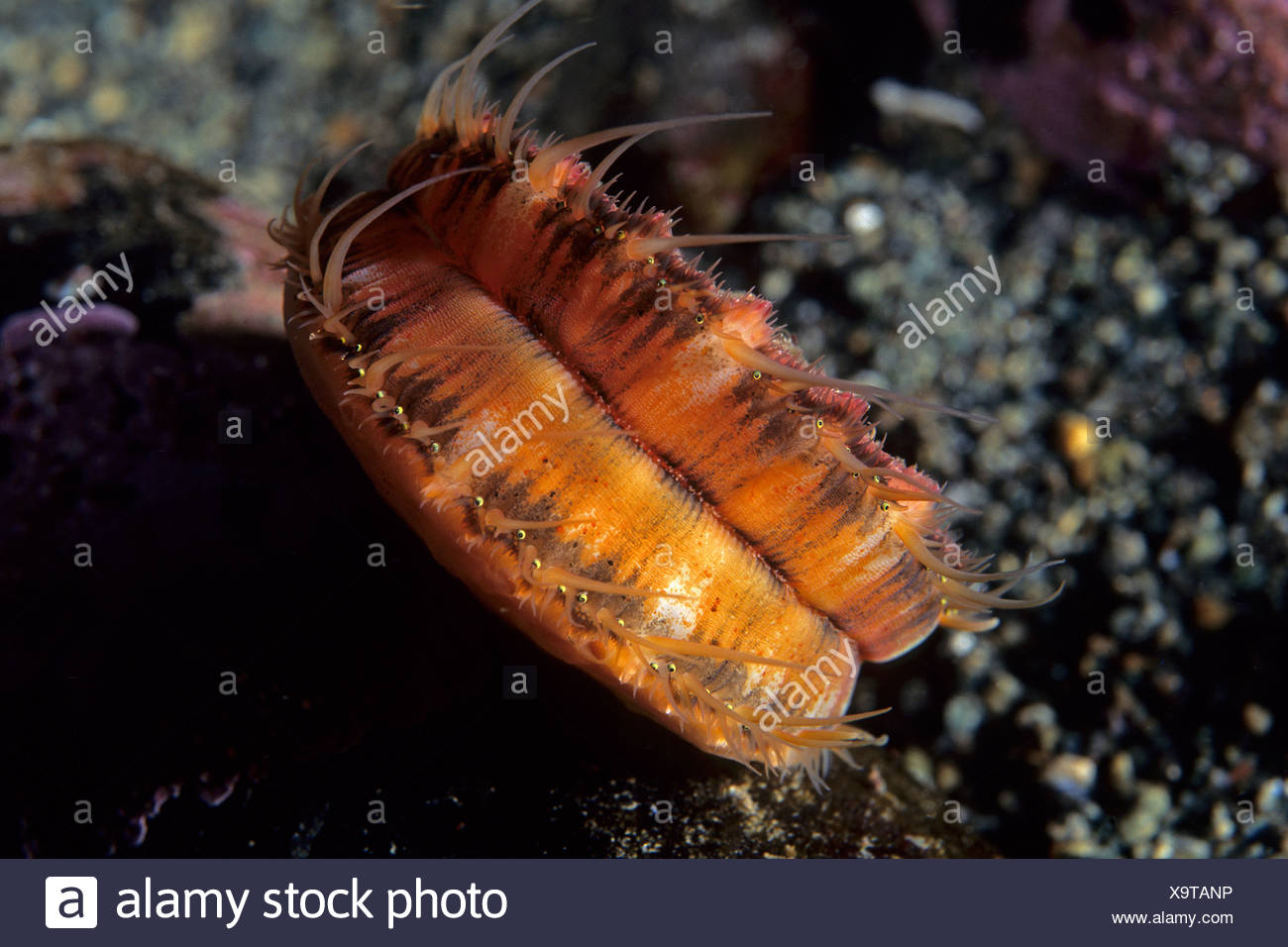 Scallop Underwater Stock Photos & Scallop Underwater Stock Images - Alamy