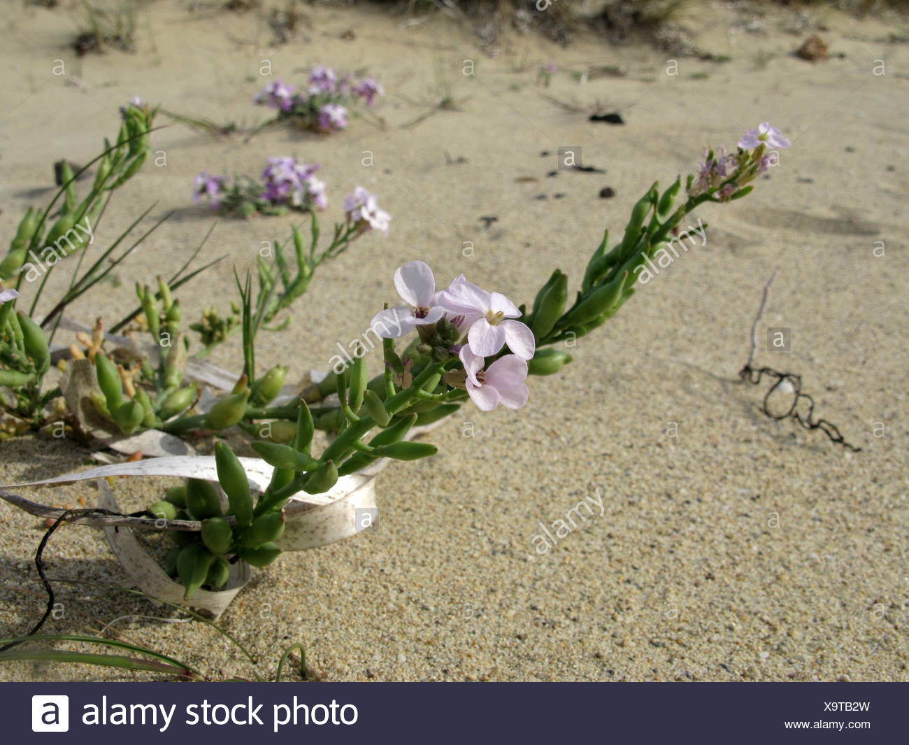Sea Rocket Plant Stock Photos & Sea Rocket Plant Stock Images - Alamy