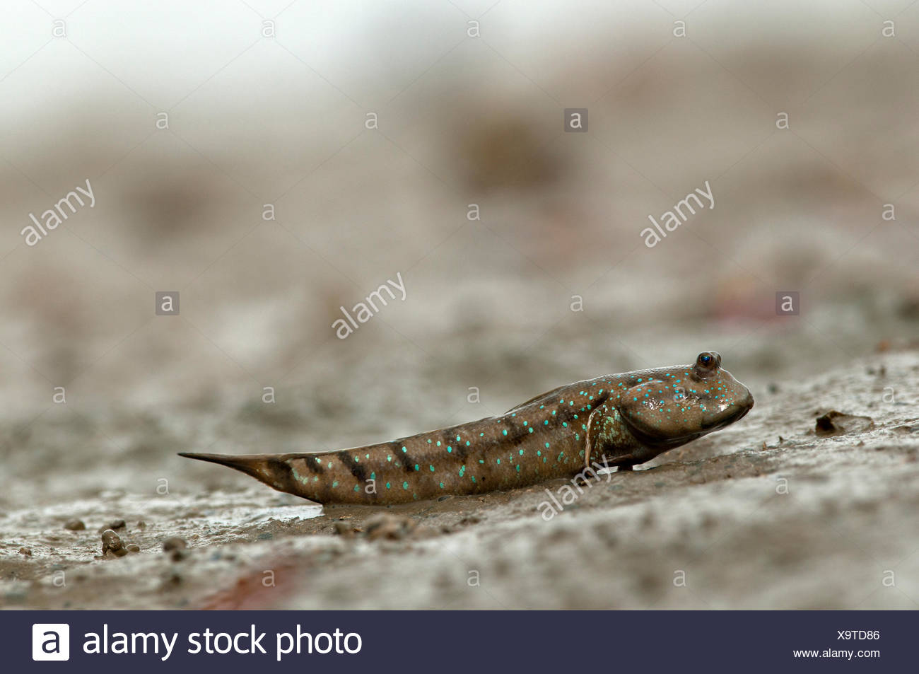 Mudskipper High Resolution Stock Photography and Images - Alamy