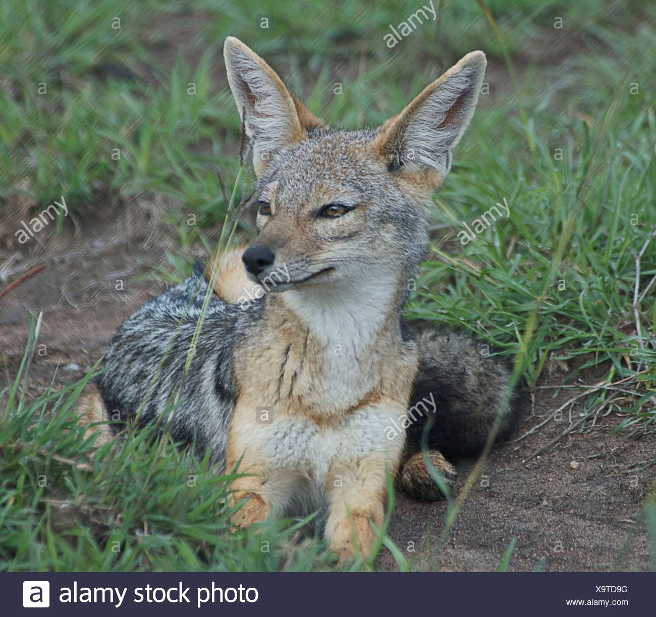 Sitting Jackal Dog High Resolution Stock Photography and Images - Alamy
