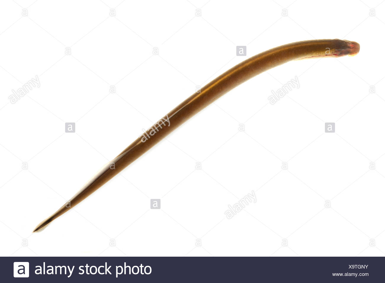 Lamprey Stock Photos & Lamprey Stock Images - Alamy
