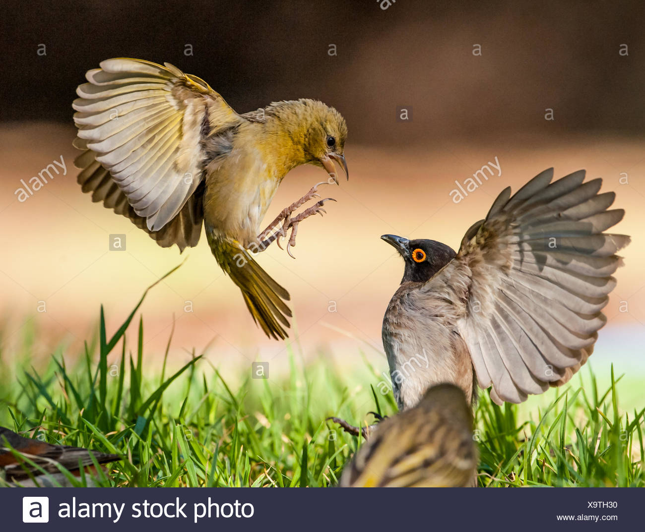 Animals Competing For Food High Resolution Stock Photography and Images ...