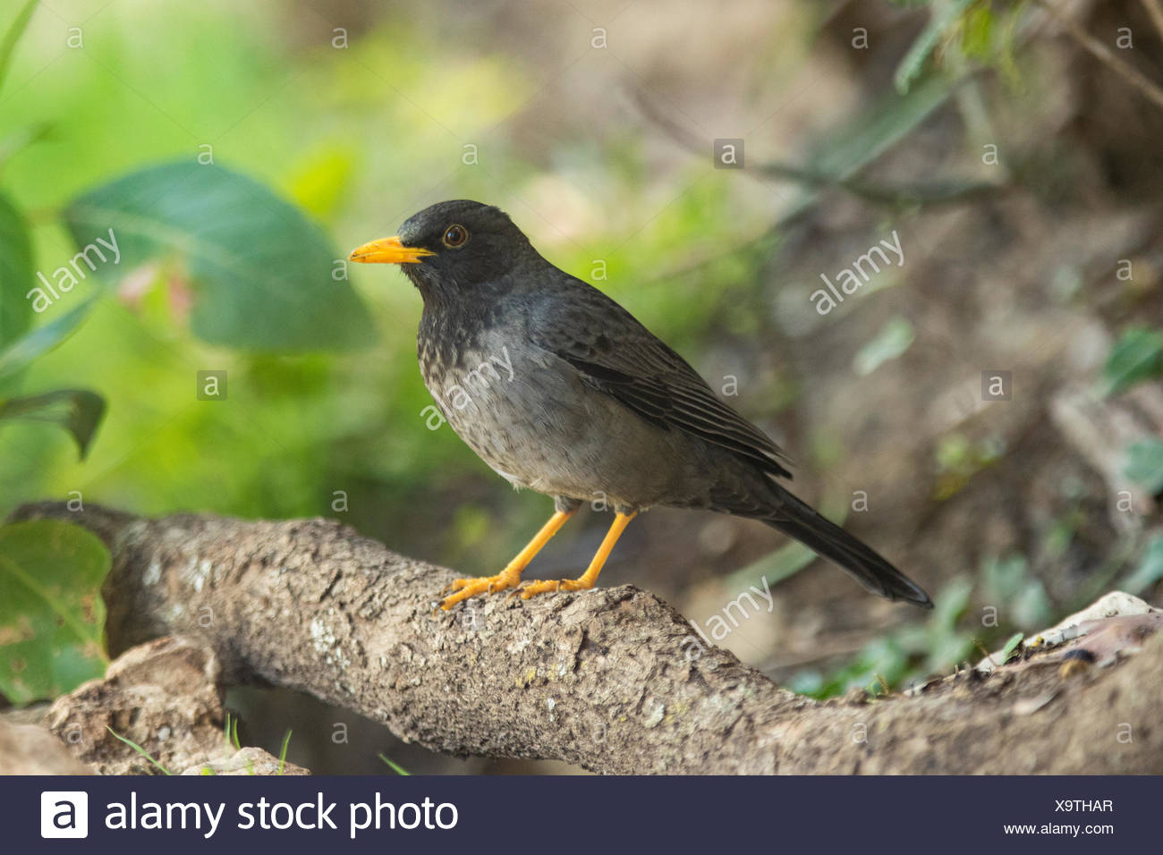 Somalia Animal Stock Photos & Somalia Animal Stock Images - Alamy