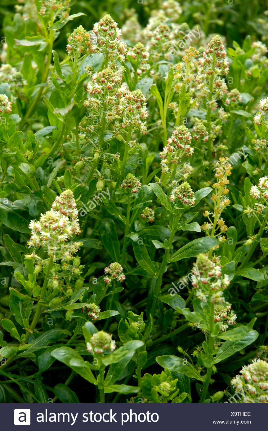 Garden Mignonette Reseda Odorata High Resolution Stock Photography and ...