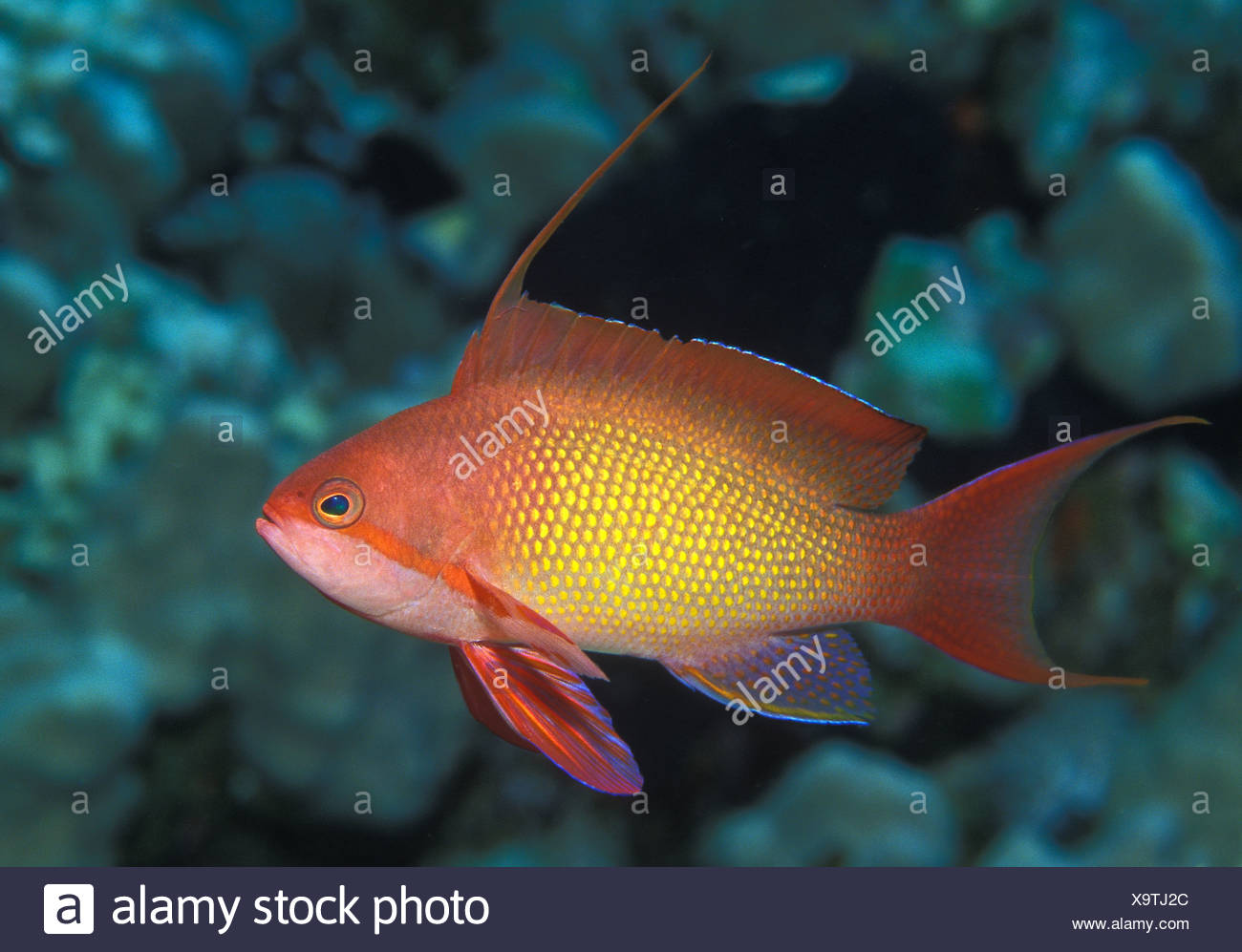 Lyretail Fairy Anthias Stock Photos & Lyretail Fairy Anthias Stock ...