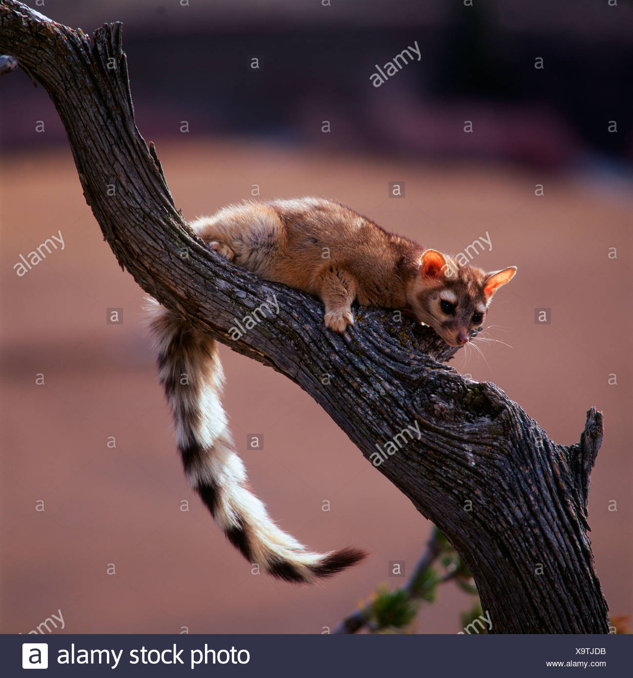 Ringtail Cat High Resolution Stock Photography and Images - Alamy