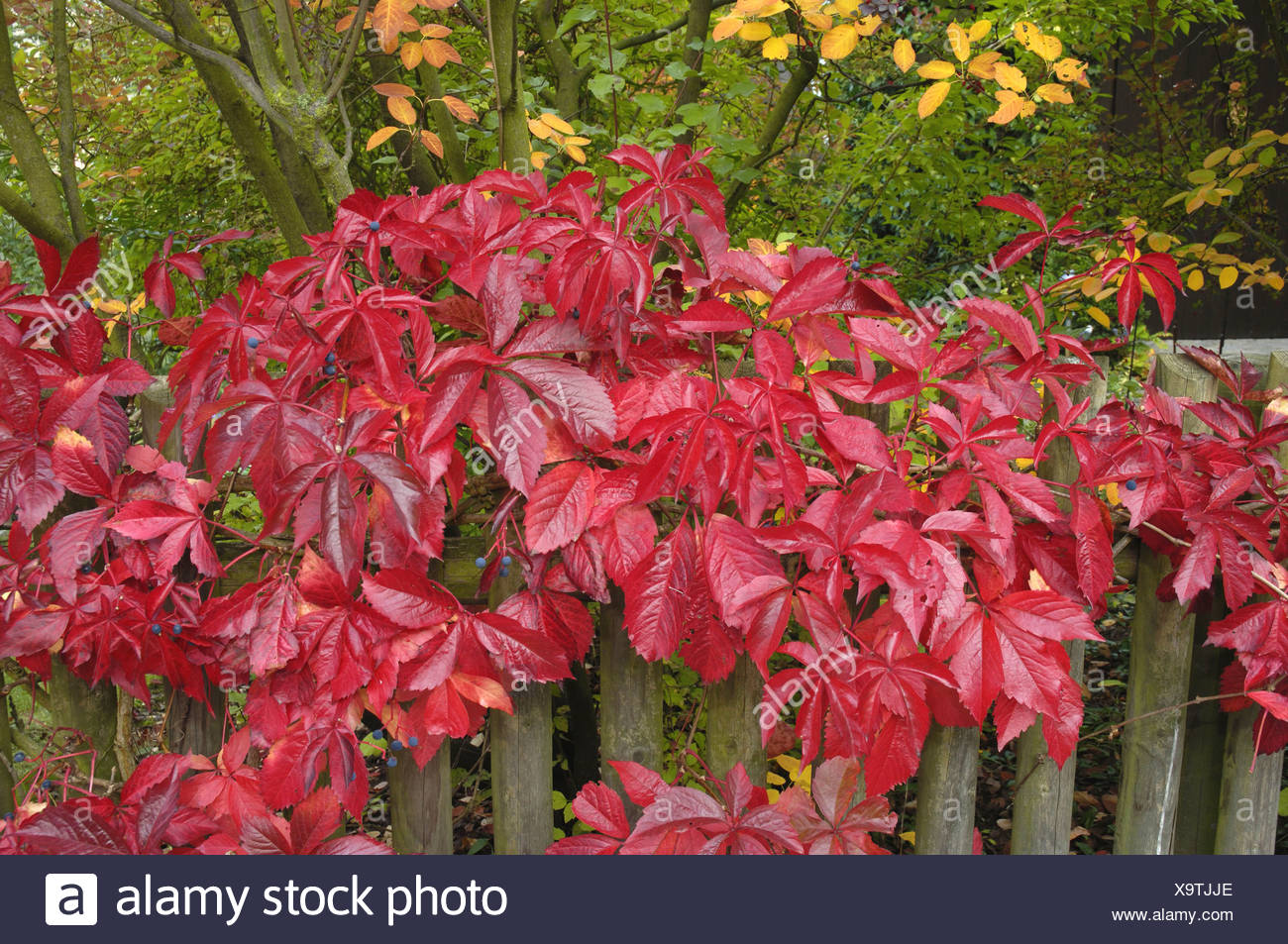 False Virginia Creeper Parthenocissus Inserta Stock Photos & False ...
