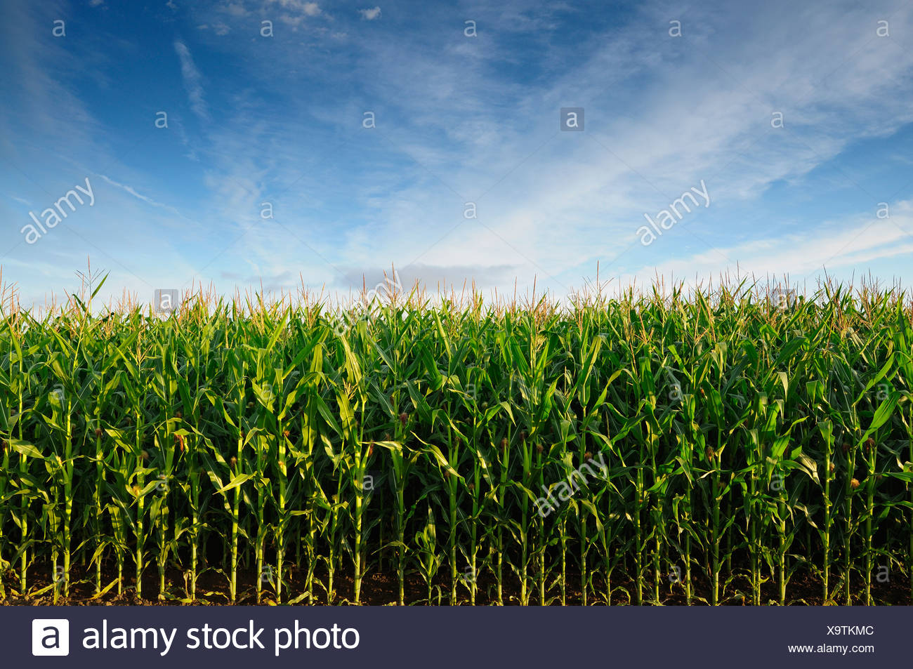 Sweetcorn Field High Resolution Stock Photography and Images - Alamy
