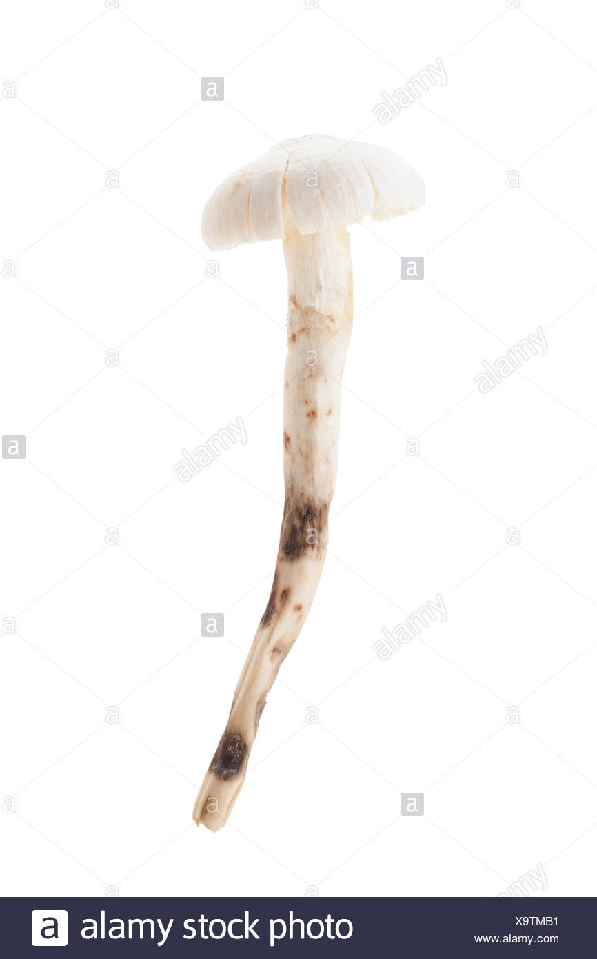 Termitomyces High Resolution Stock Photography and Images - Alamy