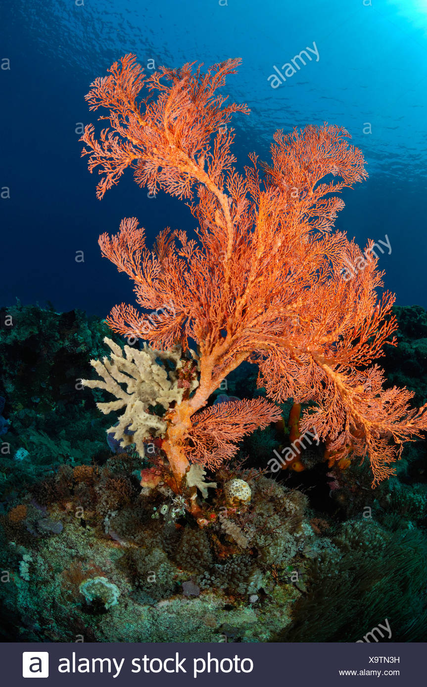 Sea Reef High Resolution Stock Photography and Images - Alamy
