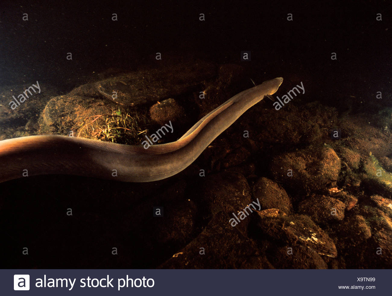 Silver Eel Stock Photos & Silver Eel Stock Images - Alamy
