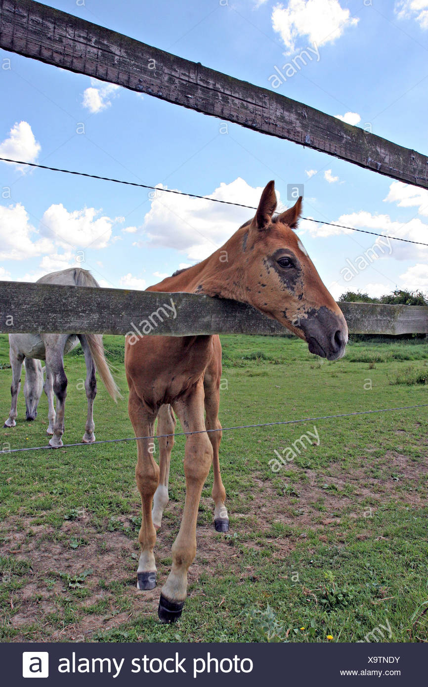 Cheval De Selle Francais High Resolution Stock Photography and Images ...
