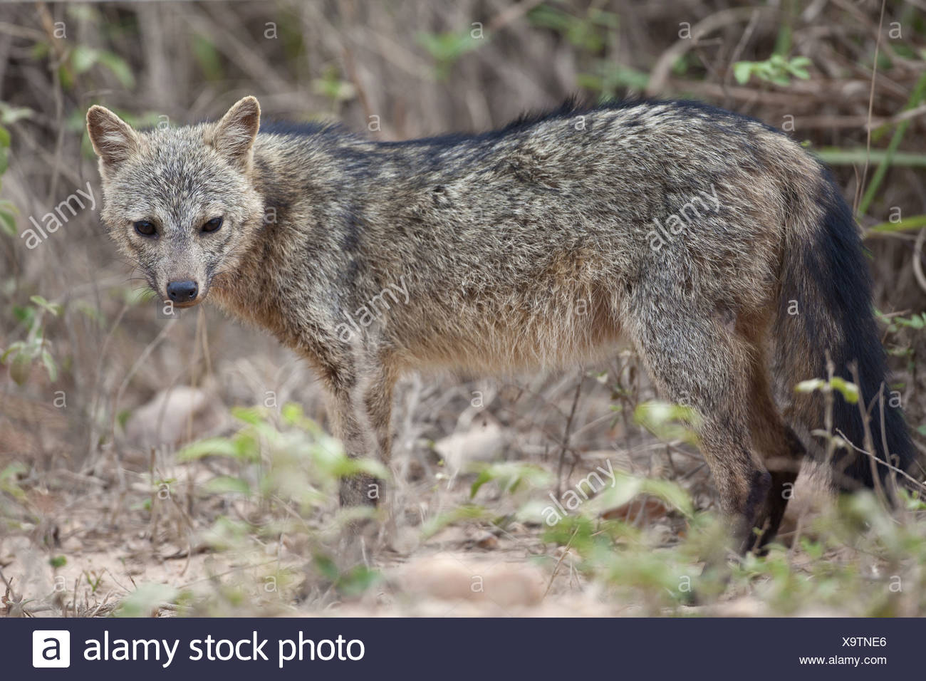 Fox Foxes Zorro Zorros Carnivore High Resolution Stock Photography and ...