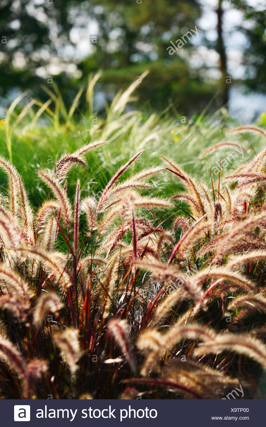 Foxtail Grass High Resolution Stock Photography and Images - Alamy