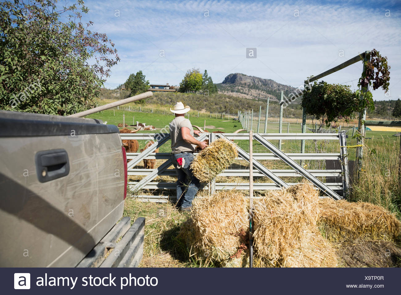 Unloading Cattle Stock Photos & Unloading Cattle Stock Images - Alamy