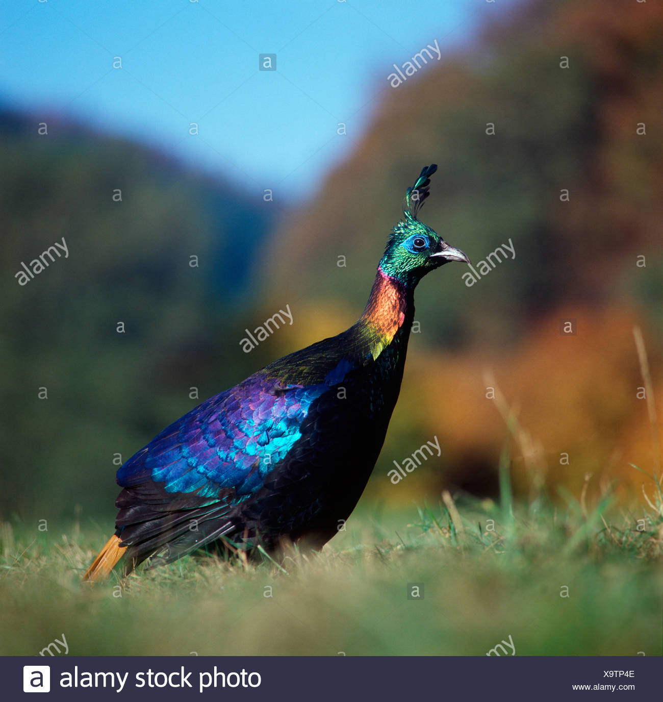 Lophophorus Impejanus Himalayan Monal High Resolution Stock Photography ...