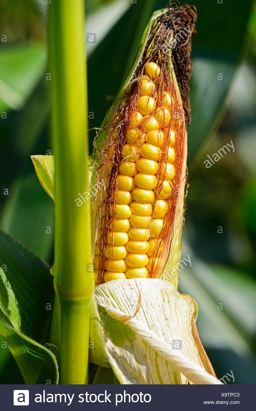 Indian Corn Stock Photos & Indian Corn Stock Images - Alamy