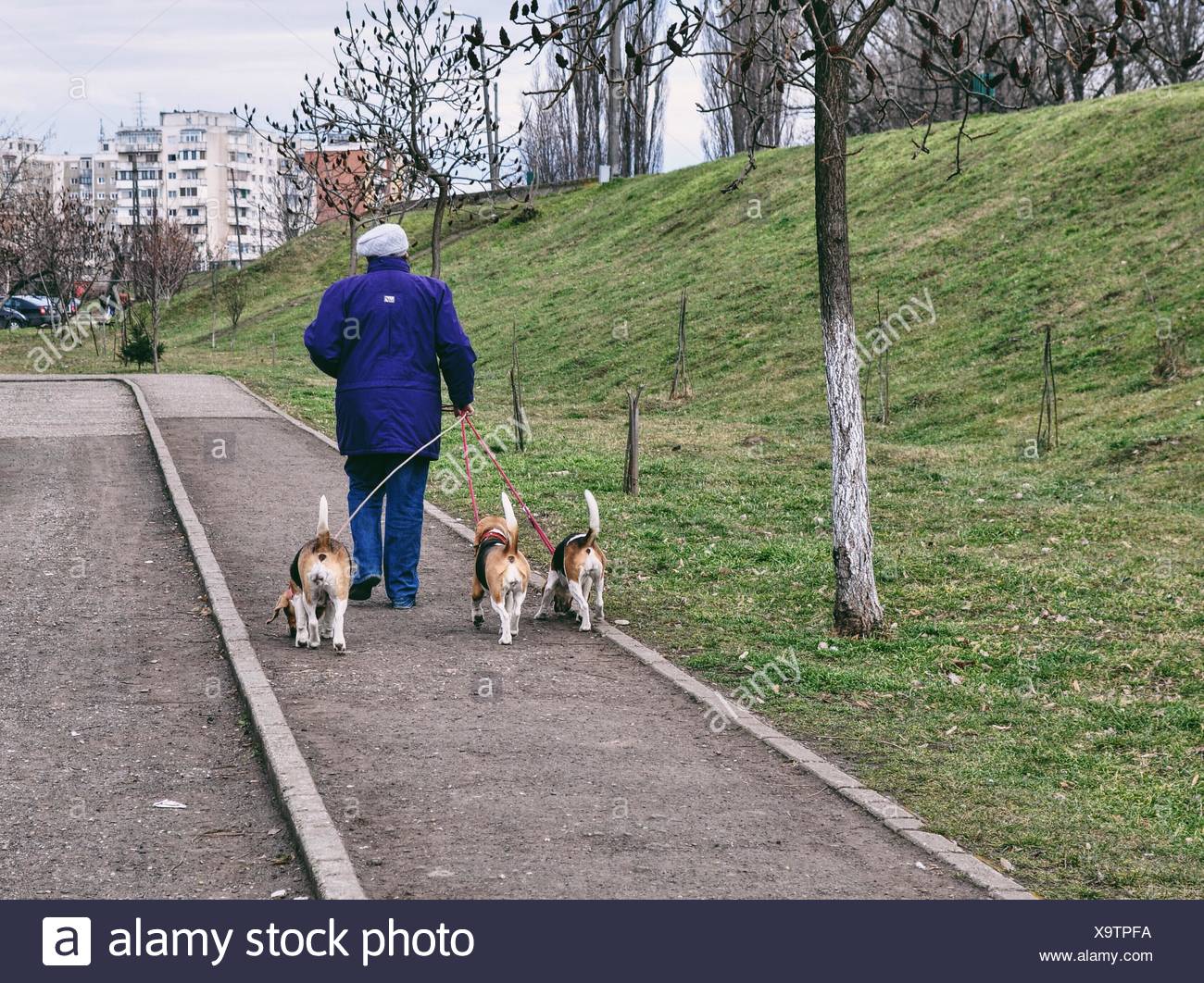Beagles Stock Photos & Beagles Stock Images - Alamy