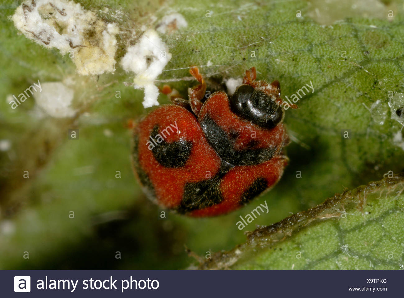Rodolia Cardinalis High Resolution Stock Photography and Images - Alamy