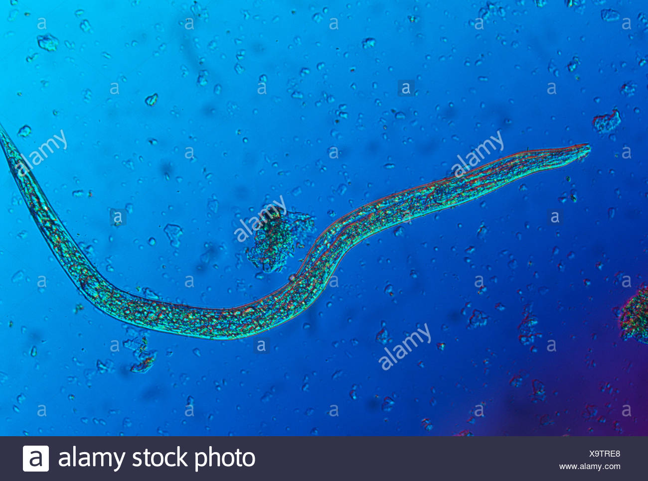 Nematode Worms Stock Photos & Nematode Worms Stock Images - Alamy