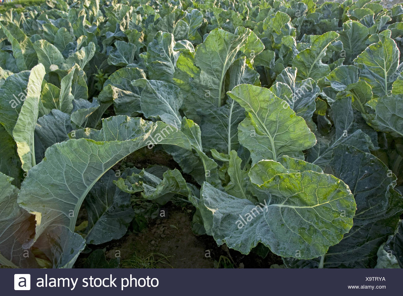 Wild Cabbage Brassica Oleracea High Resolution Stock Photography and ...