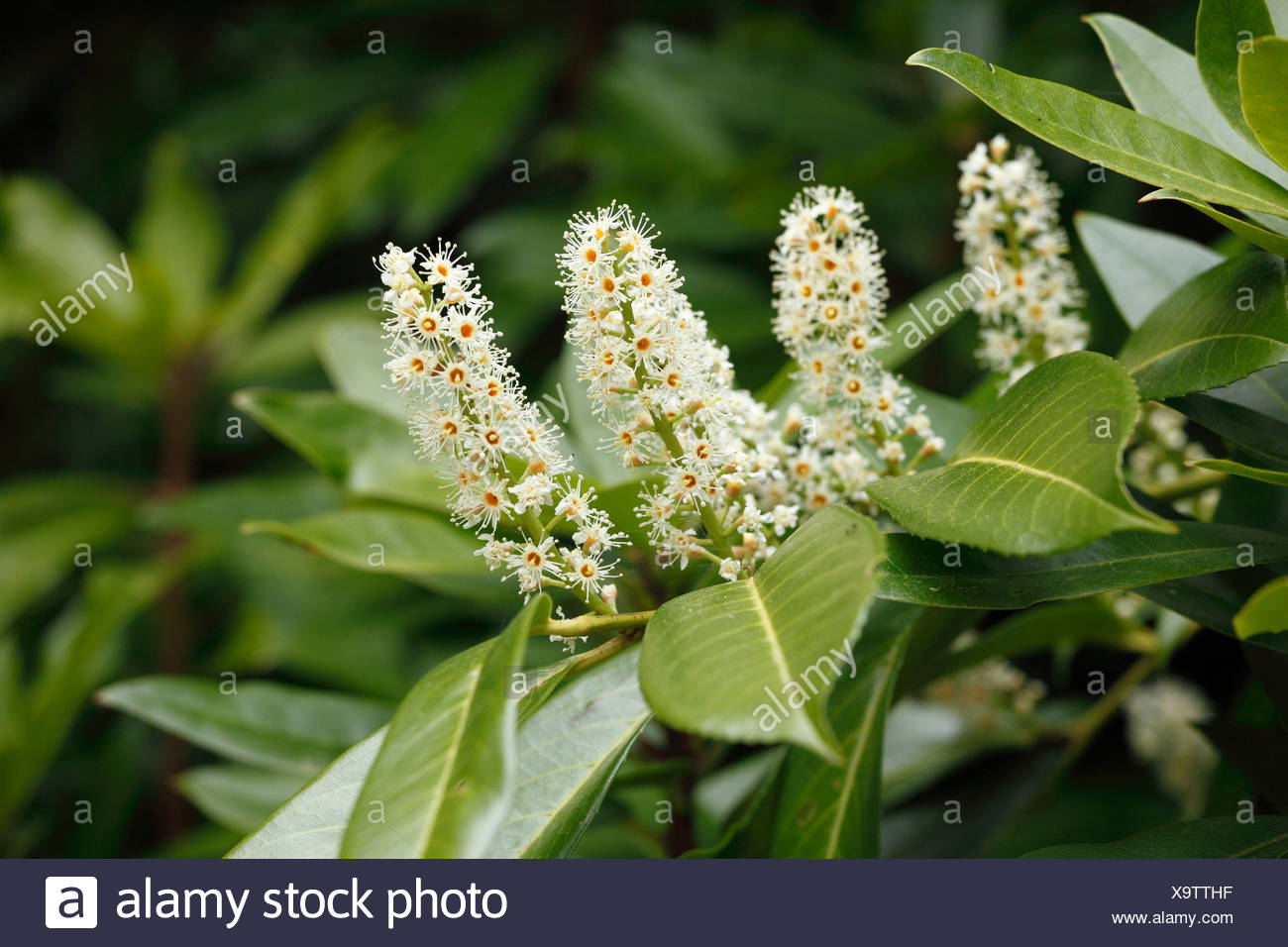 Cherry Laurel Plants High Resolution Stock Photography and Images - Alamy