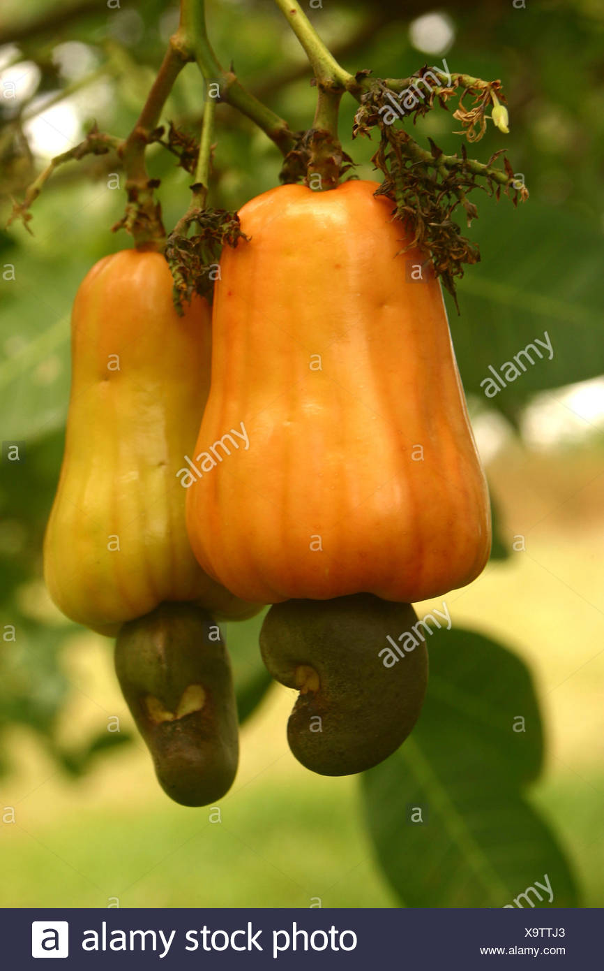 Cashew Plantation High Resolution Stock Photography and Images - Alamy