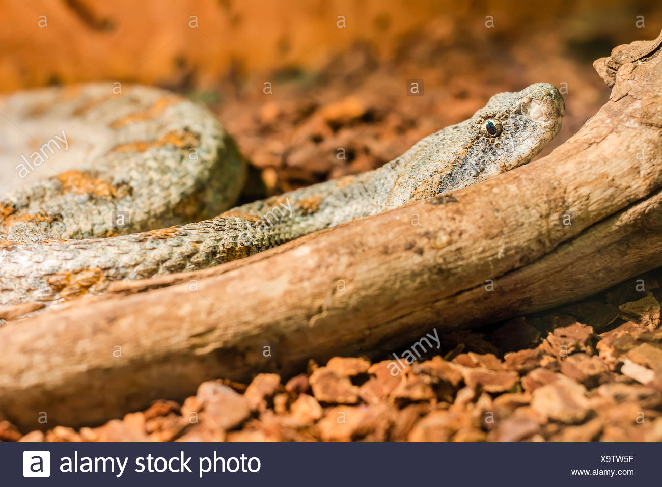 Levantine Viper High Resolution Stock Photography and Images - Alamy