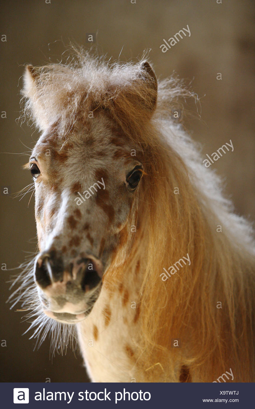 Falabella Ponies High Resolution Stock Photography and Images - Alamy