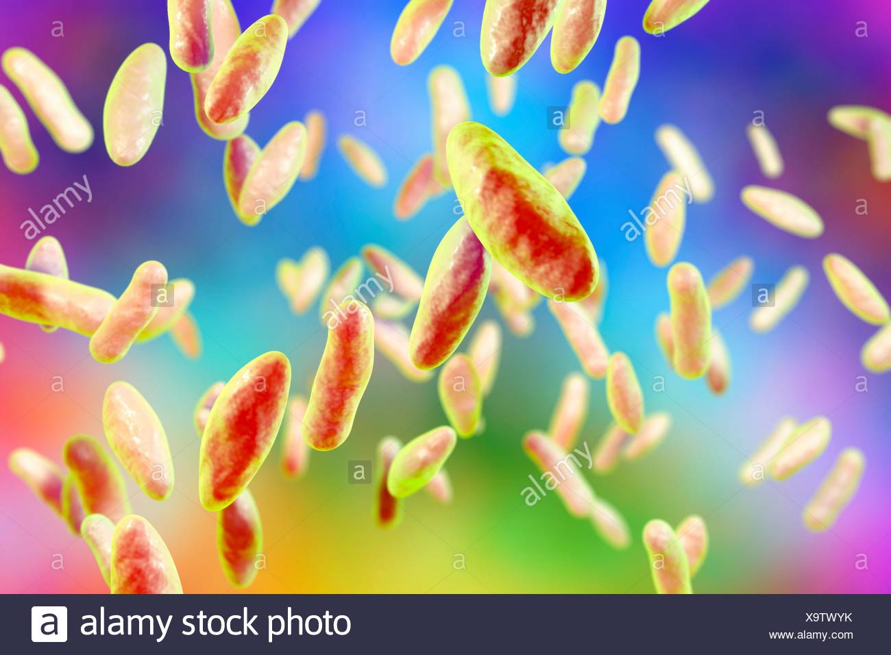 Brucella High Resolution Stock Photography and Images - Alamy
