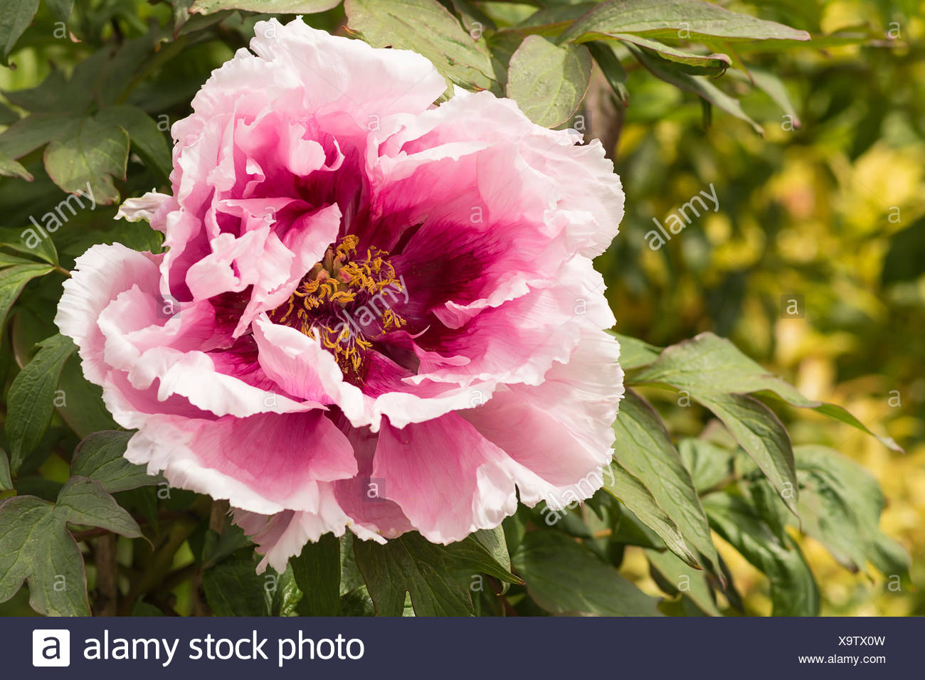 Tree Peony Flower High Resolution Stock Photography and Images - Alamy