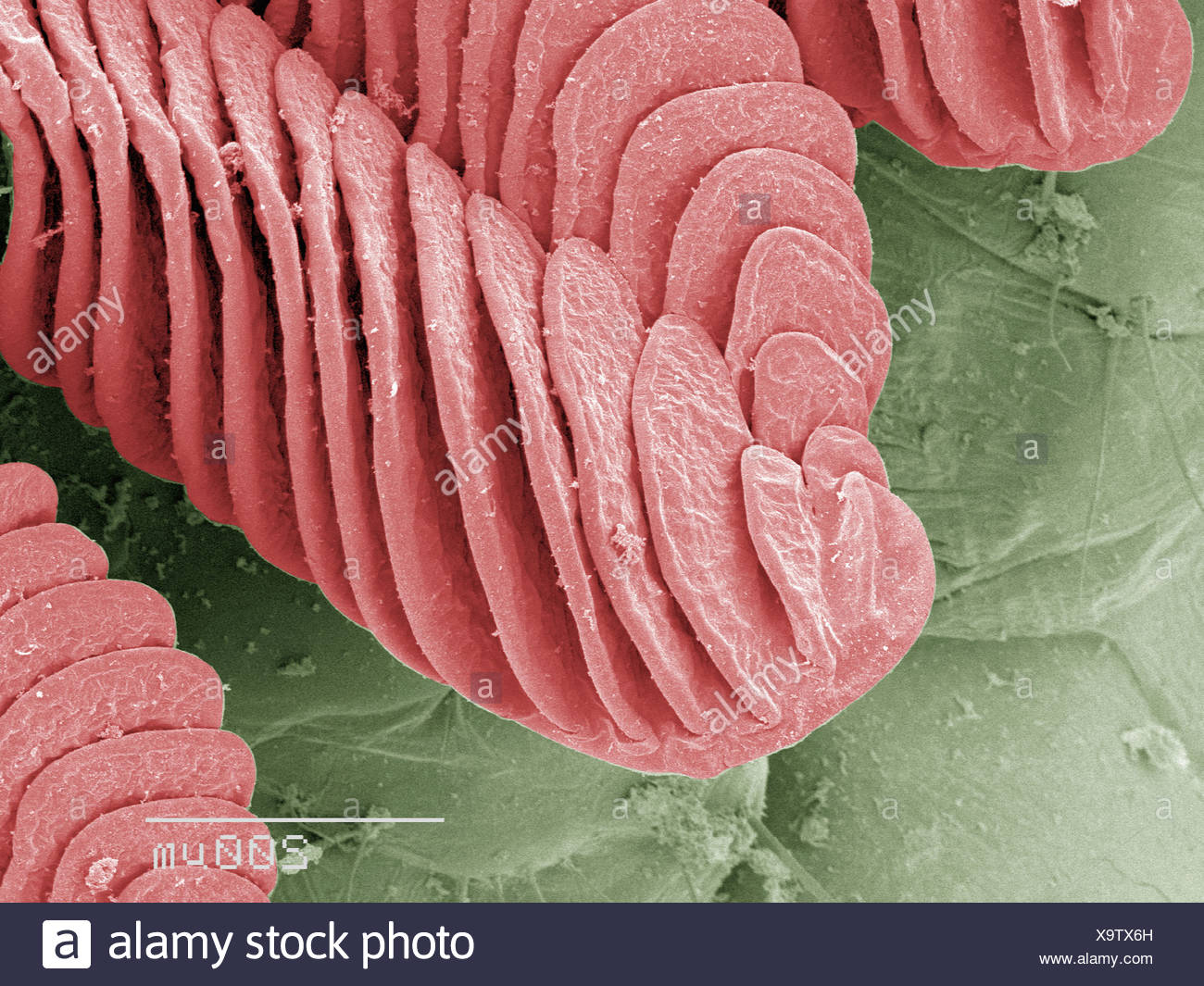 Animal Gills Stock Photos & Animal Gills Stock Images - Alamy