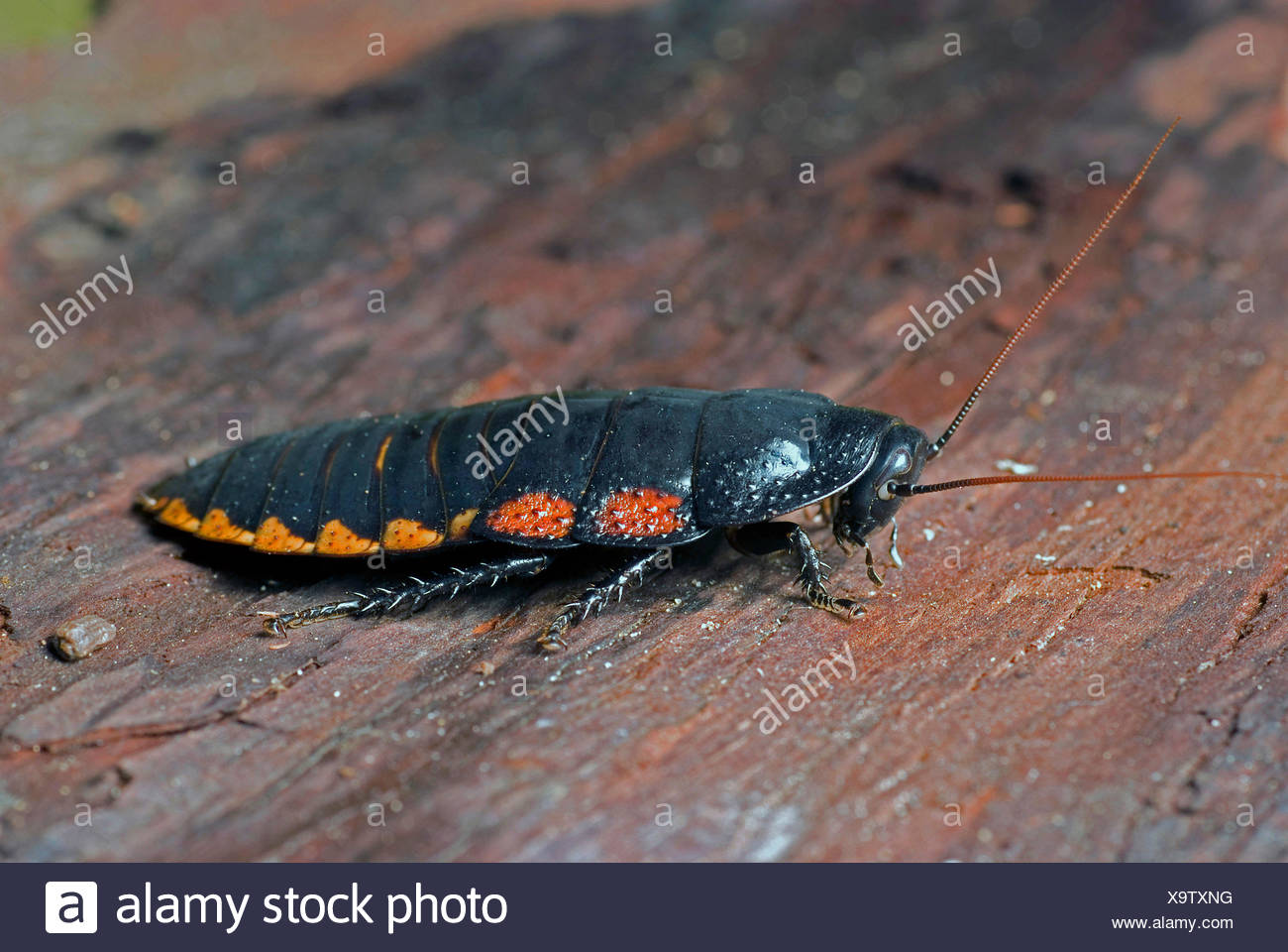 Madagascar Giant Hissing Cockroach High Resolution Stock Photography ...