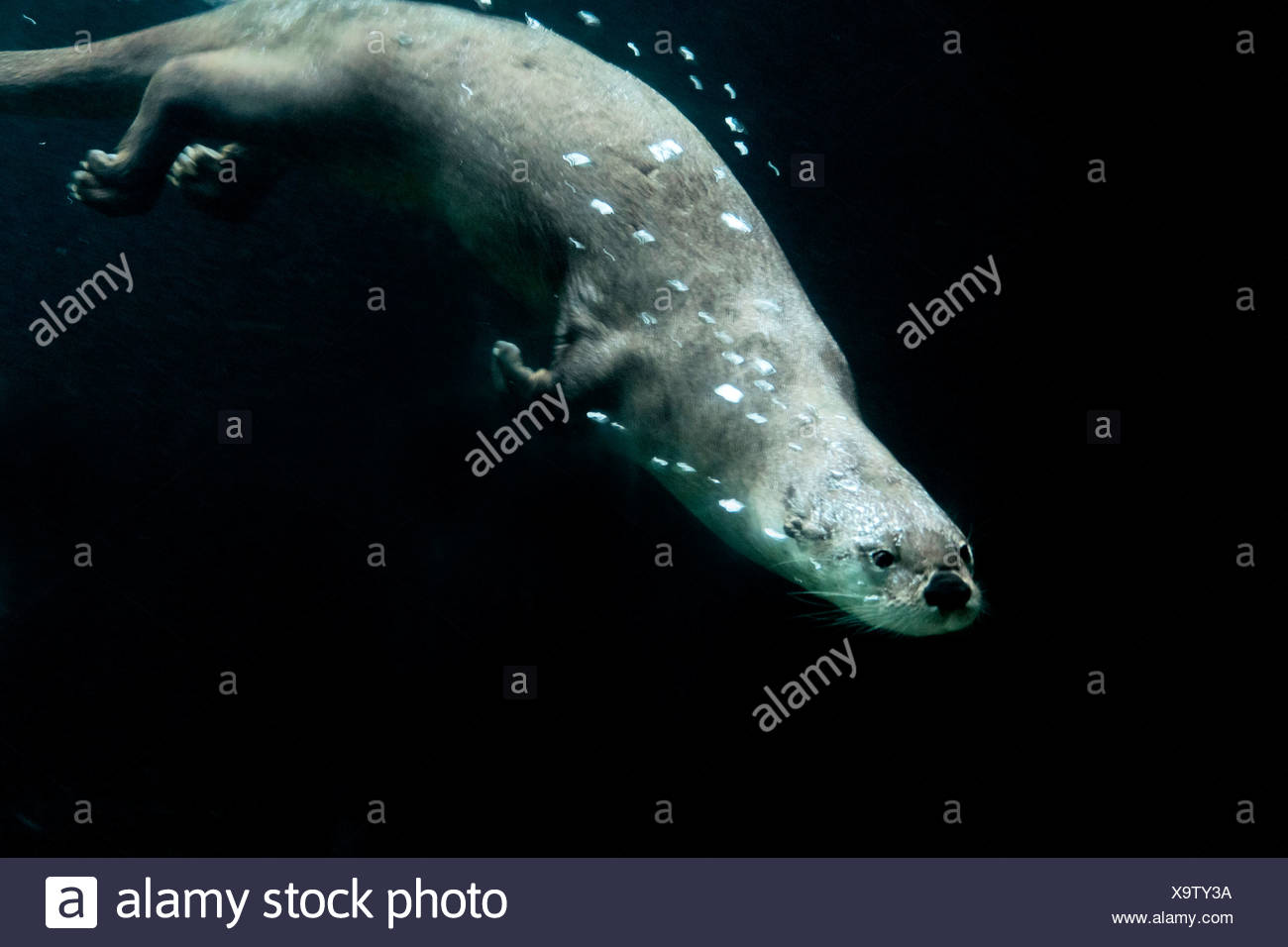 River Otter Stock Photos & River Otter Stock Images - Alamy