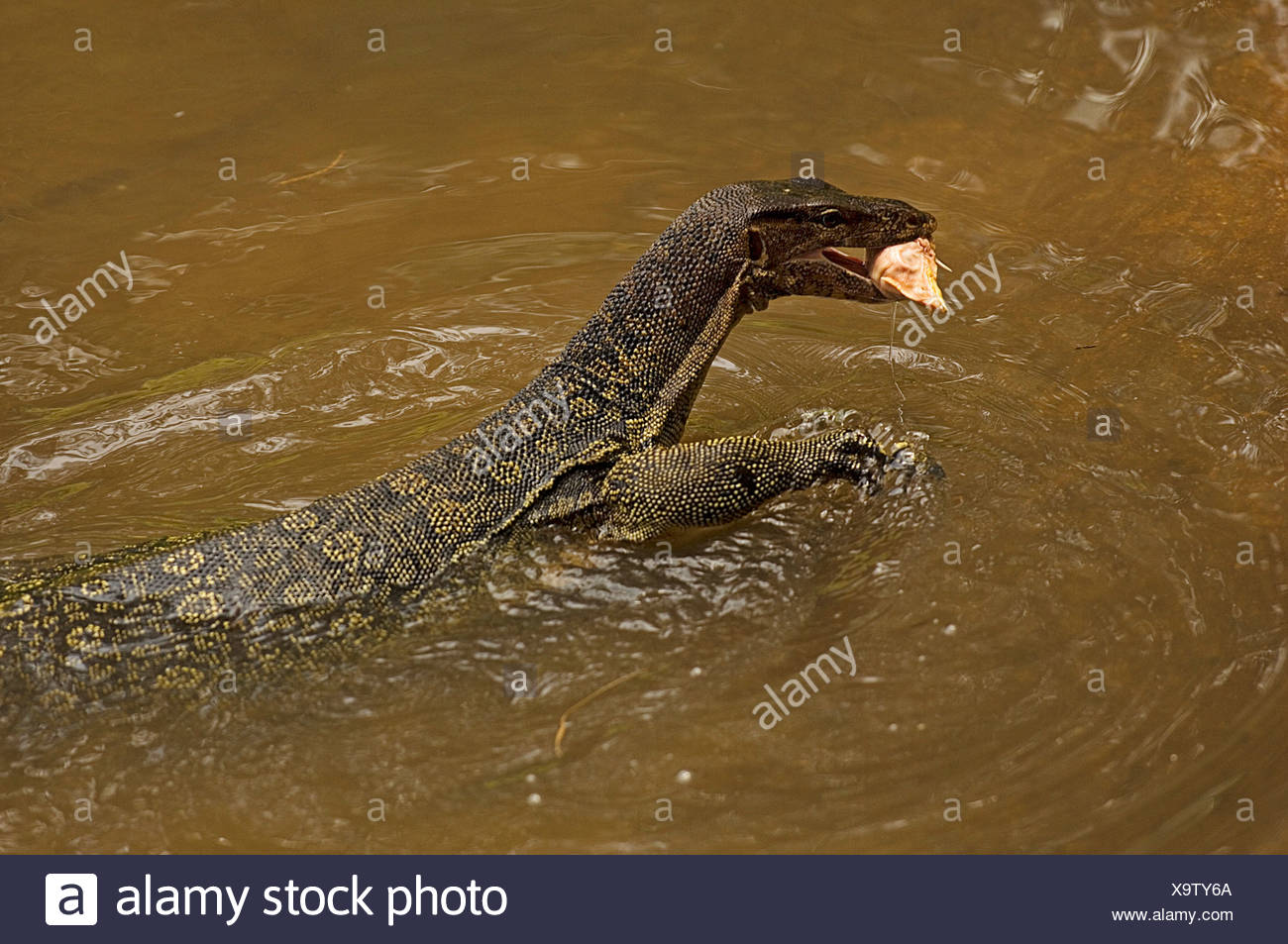 Water Monitor Lizard Swimming High Resolution Stock Photography and ...