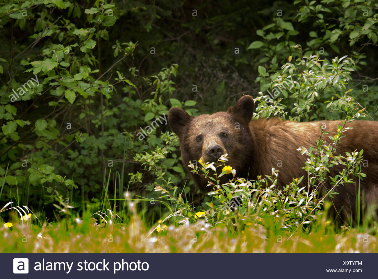 Bear Eating Flower High Resolution Stock Photography and Images - Alamy