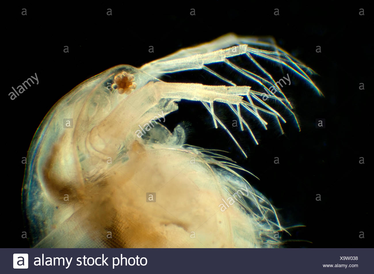 Cladocera High Resolution Stock Photography and Images - Alamy