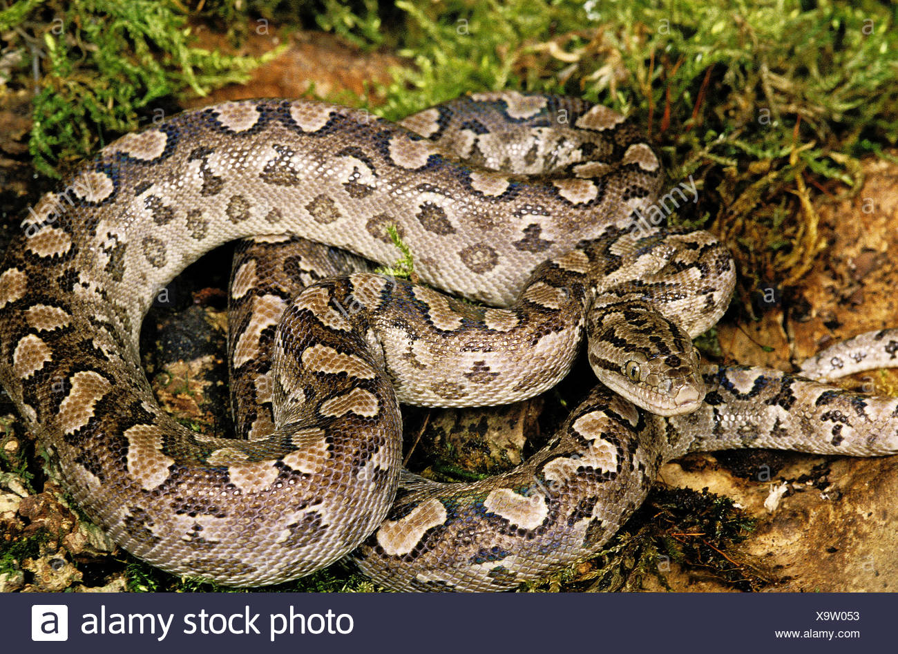 Alvarezi High Resolution Stock Photography and Images - Alamy