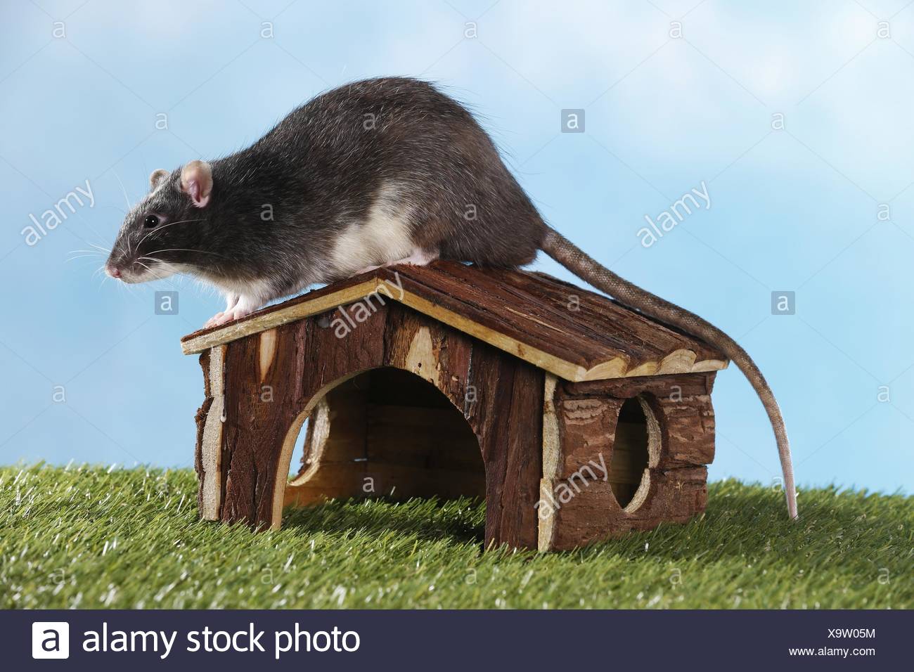 Berkshire Rat Stock Photos & Berkshire Rat Stock Images - Alamy