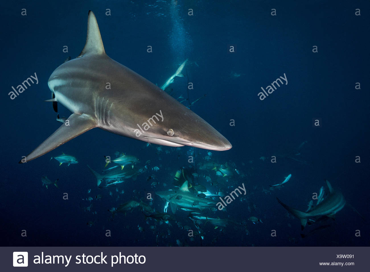 South African Sharks High Resolution Stock Photography and Images - Alamy
