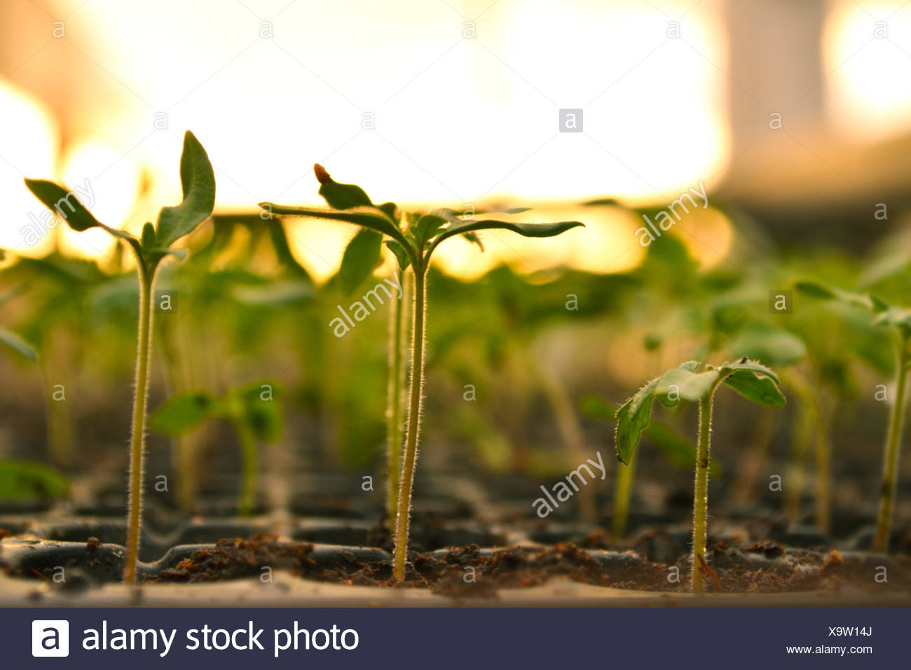 Plant Propagation High Resolution Stock Photography and Images - Alamy