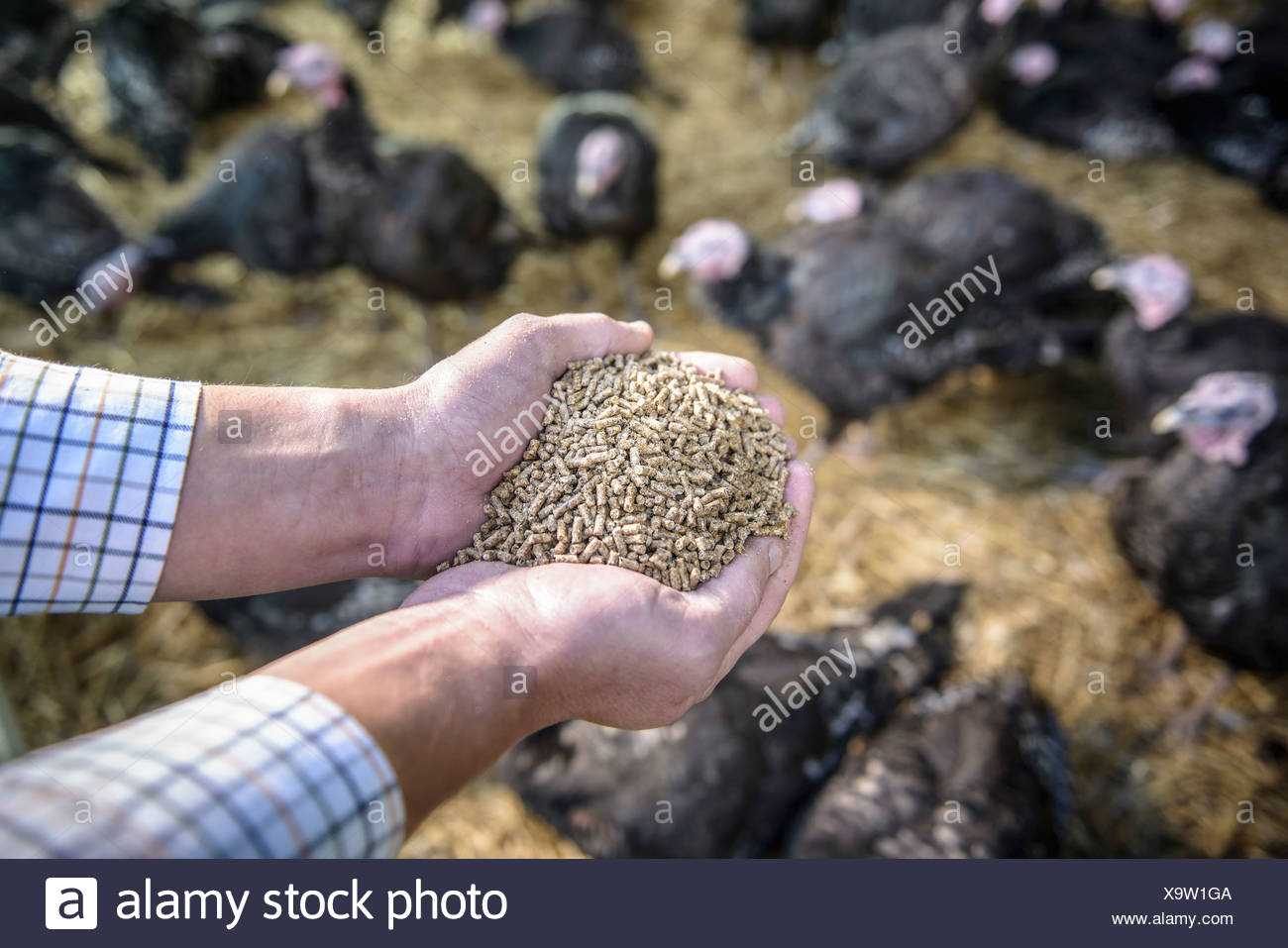 Large Turkey Farm High Resolution Stock Photography and Images - Alamy