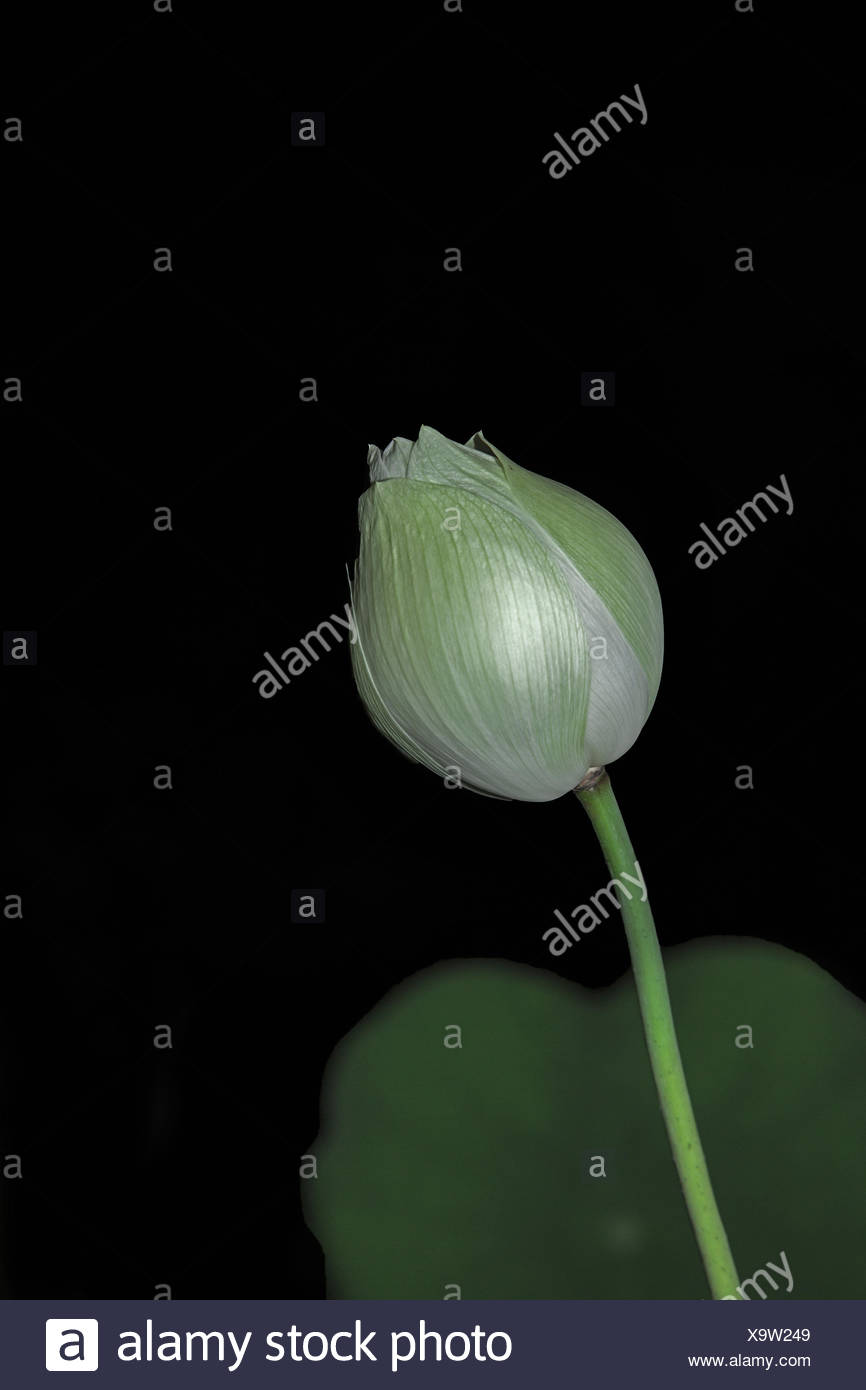 Closed Lotus Flower Stock Photos & Closed Lotus Flower Stock Images - Alamy