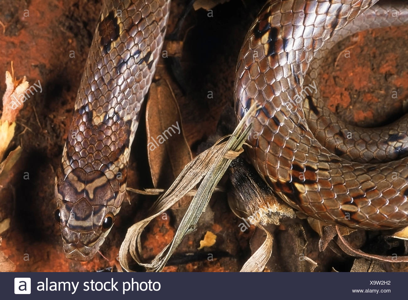 Kukri Stock Photos & Kukri Stock Images - Alamy